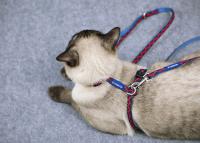 China Vest Cat Harness And Leash Set For Walking  Escape Proof for sale