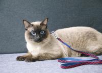 China Vest Cat Harness And Leash Set For Walking  Escape Proof for sale