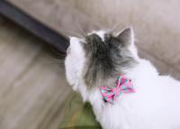 China Cat Dog Bowtie Red Pink Small Large Bow Tie Dog Collar Christmas Support for sale