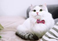 China Cat Dog Bowtie Red Pink Small Large Bow Tie Dog Collar Christmas Support for sale
