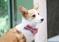 China Cat Dog Bowtie Red Pink Small Large Bow Tie Dog Collar Christmas Support for sale