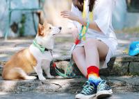 China Holiday Xmas Thanksgiving Dog Bowtie Sublimation Printing For Small Medium Dogs for sale