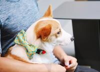 China Holiday Xmas Thanksgiving Dog Bowtie Sublimation Printing For Small Medium Dogs for sale