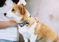 China Cute Blue Black Custom Christmas Dog Bowtie Collar Wedding 5.12 Inch 13cm for sale
