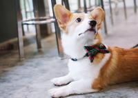 China Fancy Wedding Female Dog Bowtie Collar  Set For Holiday for sale