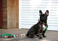 China 3.94in 10cm Red Rainbow Dog Bowtie Plaid Dog Collar With Bow for sale