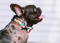 China 3.94in 10cm Red Rainbow Dog Bowtie Plaid Dog Collar With Bow for sale