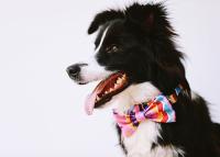 China 6cm Purple Kitten Cat Puppy Bow Tie Collar And Lead Set Small Medium for sale