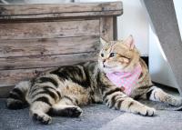 China 9.5cm Red Dog Handkerchief Collar Neck Scarf For Middle Dog Triangular for sale