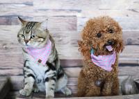 China 9.5cm Red Dog Handkerchief Collar Neck Scarf For Middle Dog Triangular for sale