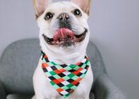 China Slip On Christmas Dog Bandana Collar Dog Neck Handkerchief Sublimation for sale