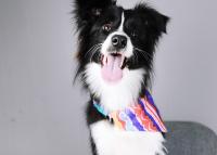 China Red Pink Bandana Dog Collar Sublimation Dog Neckerchief Collar for sale