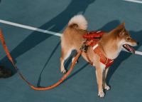 China 15CM Personalised Pet Accessories Small Medium Large Dog Puppy Backpack Harness for sale