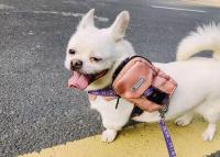 China Cute Dog Backpack Harness For Hiking Outdoor Bag With Leash X Small for sale