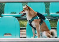 China Pet Puppy Poodle Dog Harness Pack Vest Saddle Rucksack Leash For Large Dogs for sale