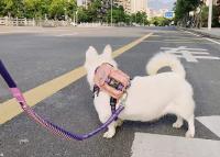 China Walking Hands Free Anti Pull Dog Leash Waist Belt System Reflective Dog Leash 6' for sale