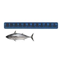 China 36 Inch EVA Foam Fish Ruler with 6mm Thickness - Waterproof Marine Decking Measuring Tool in Black and Blue for sale