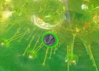 China Amazing Inflatable Amusement Park Lock Floating Water Ball / Roller For Adults for sale