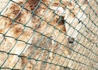 China PVC Coated Hot Dipped Galvanized Chain Link Fence 1mx30m Roll for sale