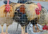 China 1/4Inch 1/2inch Hot Dipped Welded Wire Mesh For Fencing for sale