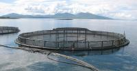 China 2.5mm-3mm Polyester Wire Aquaculture Net with 10-15 Year Service Life for Offshore Fishing and Marine Farming for sale