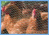 China PVC Coated Heavy Duty Chicken Wire Mesh 0.8-3.0mm Wire Diameter 0.1-2m Width for Farms and Construction for sale