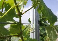 China 2.0-2.8m Cheap Galvanized Grape Post Steel Metal Vineyard Trellis Post for sale