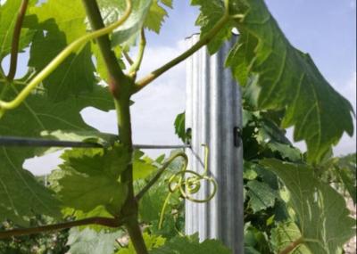 China 2.0-2.8m Cheap Galvanized Grape Post Steel Metal Vineyard Trellis Post for sale