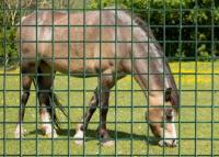 China PVC Coated Galvanized Steel Welded Wire Mesh for Garden Agriculture Poultry for sale