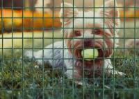 China PVC Coated Galvanized Steel Welded Wire Mesh for Garden Agriculture Poultry for sale