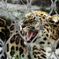 China Woven Diamond Wire Rope Mesh for Zoo Fencing for sale