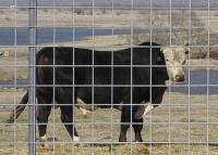 China Hot DIP Galvanized Hog Panel for Livestock and Cattle Fence for sale