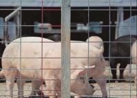 China Hot DIP Galvanized Hog Panel for Livestock and Cattle Fence for sale