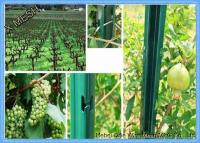 China Hot-Dipped Galvanized Steel Vineyard Trellis Posts - 1.5mm to 2.5mm Thickness, 1.8m to 3.0m Lengths for Grape Vine Support for sale