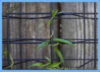 China Eco Mesh Modular Plant Trellis System 50x50mm Aperture 2233x1220mm Panel Green Wall Structure for sale