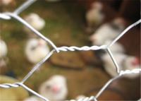 China 304 Stainless Steel 20 GA Chicken Wire Mesh Poultry Netting with 3/4