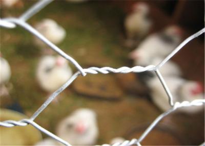 China 304 Stainless Steel 20 GA Chicken Wire Mesh Poultry Netting with 3/4