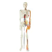 China Full Size Anatomy Skeleton Model Chromatic Vessels Nerves 85cm for sale