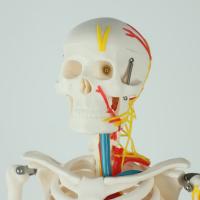 China Full Size Anatomy Skeleton Model Chromatic Vessels Nerves 85cm for sale