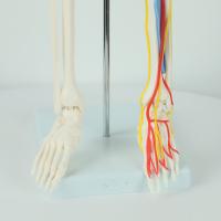 China Full Size Anatomy Skeleton Model Chromatic Vessels Nerves 85cm for sale