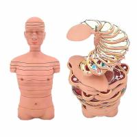 China Medical Training Teaching human Anatomical Skeleton Model Bone Structure for sale
