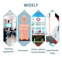 China Medical Training Teaching human Anatomical Skeleton Model Bone Structure for sale