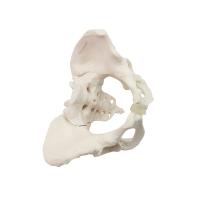 China Eco-friendly PVC 1:1 Life Size Medical Education Artistic Creation Design Ergonomics Physical Education Female Pelvic Model for sale