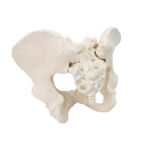 China Eco-friendly PVC 1:1 Life Size Medical Education Artistic Creation Design Ergonomics Physical Education Female Pelvic Model for sale