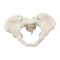 China Eco-friendly PVC 1:1 Life Size Medical Education Artistic Creation Design Ergonomics Physical Education Female Pelvic Model for sale