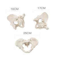 China Eco-friendly PVC 1:1 Life Size Medical Education Artistic Creation Design Ergonomics Physical Education Female Pelvic Model for sale