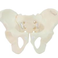 China Eco-friendly PVC Hand made Medical Education Artistic Creation Design Ergonomics Physical Education Mini Female Pelvic Mode for sale