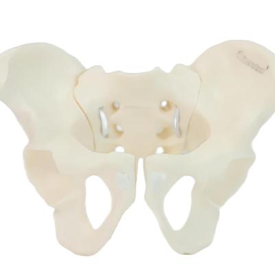 China Eco-friendly PVC Hand made Medical Education Artistic Creation Design Ergonomics Physical Education Mini Female Pelvic Mode for sale