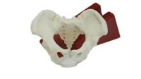 China Eco-friendly PVC Hand made Medical Education Artistic Creation Design Ergonomics Physical Education Mini Female Pelvic Mode for sale