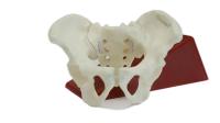 China Eco-friendly PVC Hand made Medical Education Artistic Creation Design Ergonomics Physical Education Mini Female Pelvic Mode for sale